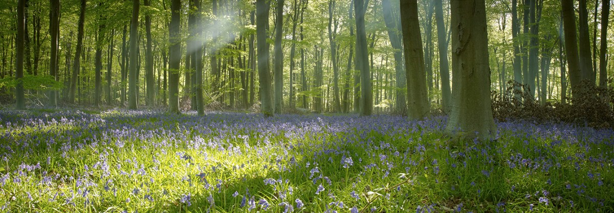 wild spring – Cloak Unfurled